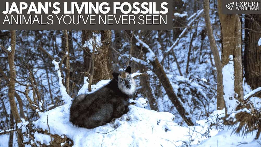 Japan's Living Fossils: Amazing Animals You've Never Seen ⋆ Expert ...