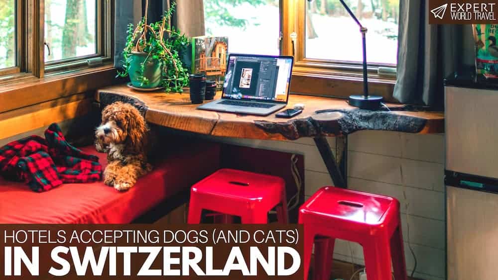 Top 10 Hotels Accepting Dogs (And Cats) In Switzerland