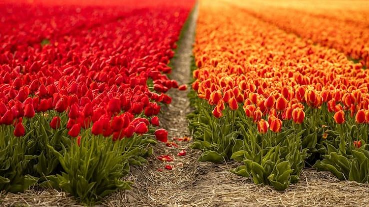 Denmark Vs. Netherlands