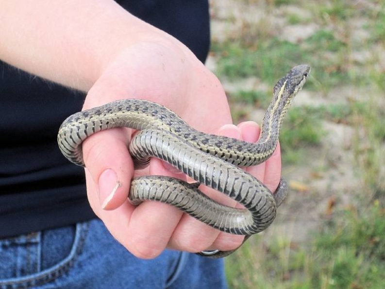 Are There Any Snakes In Alaska? (It's Already Dangerous Enough) ⋆ ...