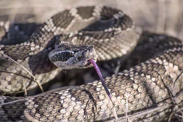 Are There Any Snakes In Alaska? (It's Already Dangerous Enough) ⋆ ...