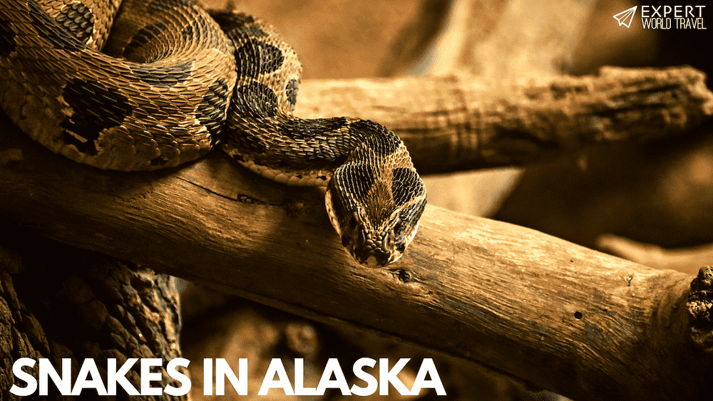 Are There Any Snakes In Alaska? (It's Already Dangerous Enough) ⋆ ...