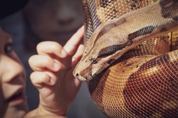 Are There Snakes In Hawaii? ⋆ Expert World Travel