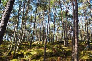 Most Beautiful Forests In France ⋆ Expert World Travel