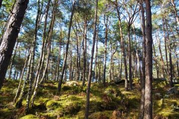 Most Beautiful Forests In France ⋆ Expert World Travel