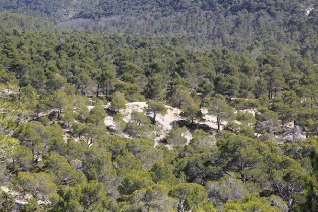 Most Beautiful Forests In France ⋆ Expert World Travel