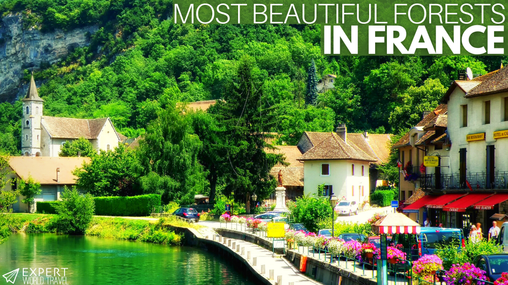 Most Beautiful Forests In France ⋆ Expert World Travel