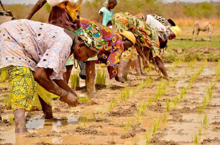 What Is Gambia Known For? ⋆ Expert World Travel