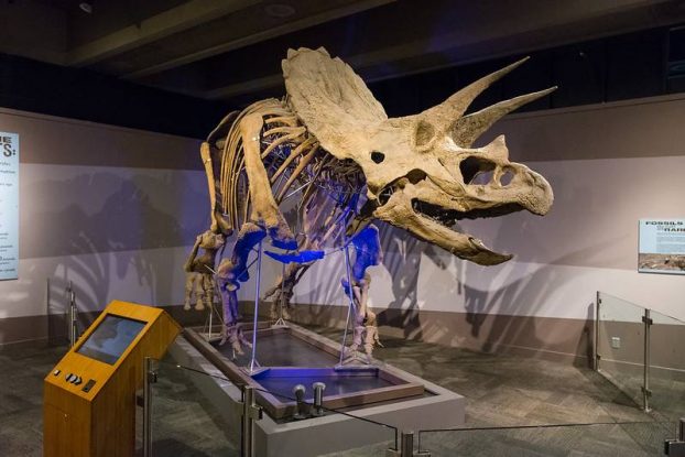 Best Museums In Boston ⋆ Expert World Travel